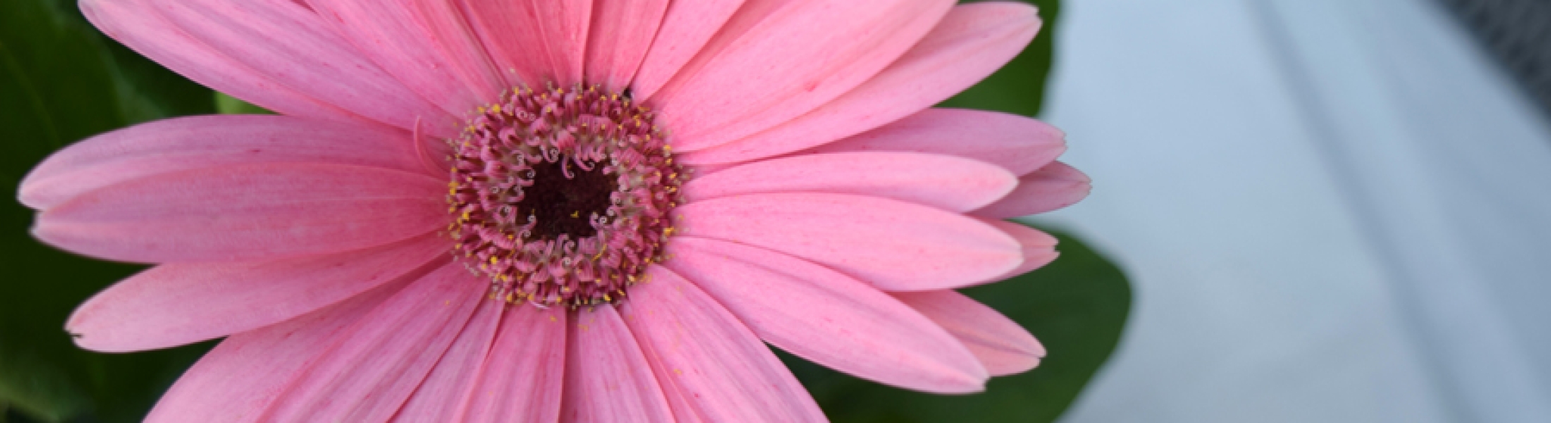 Bear your pain with gladness – Jessica Poe